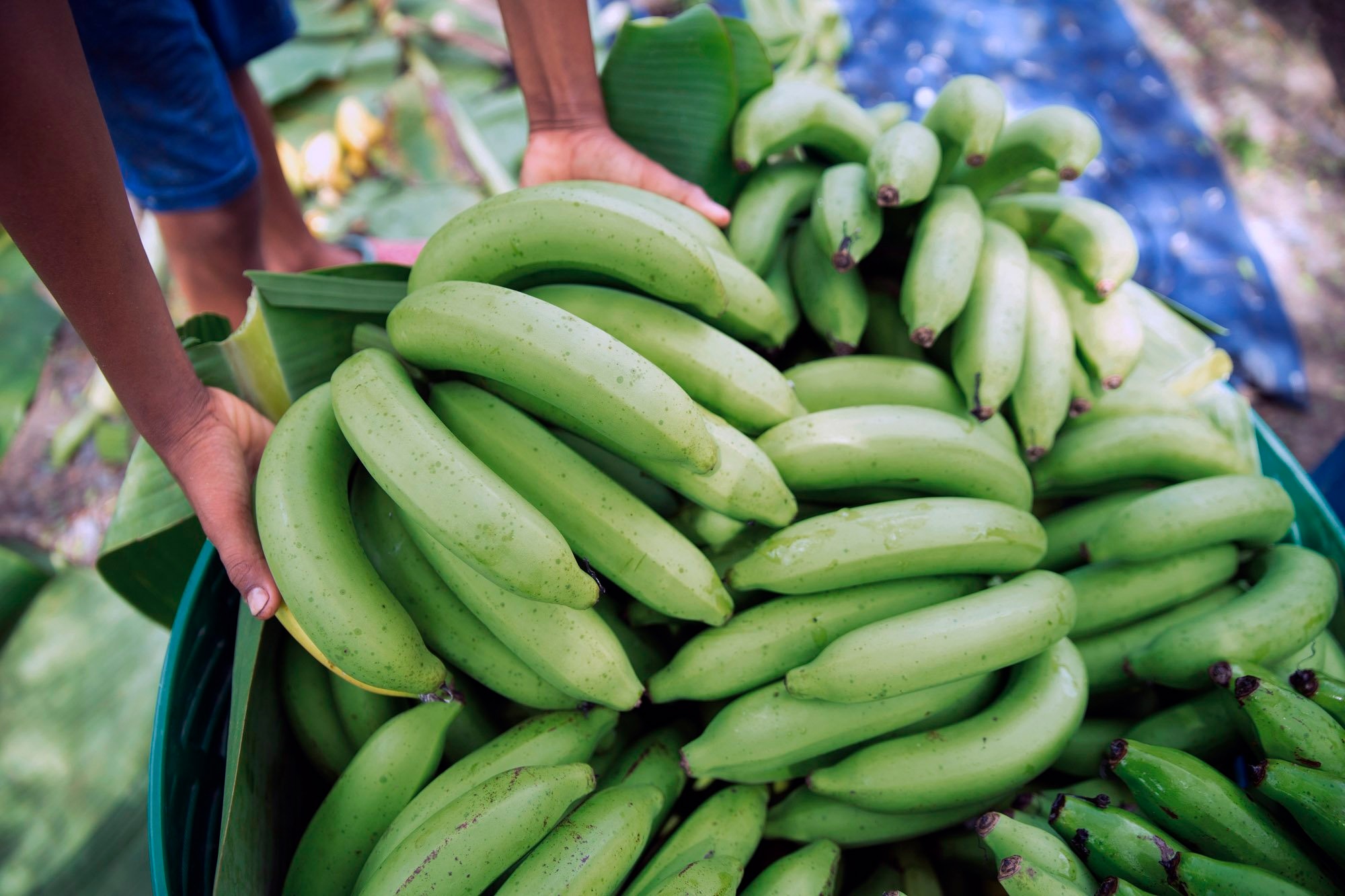 Costos preocupan a productores de banano - Por la Línea